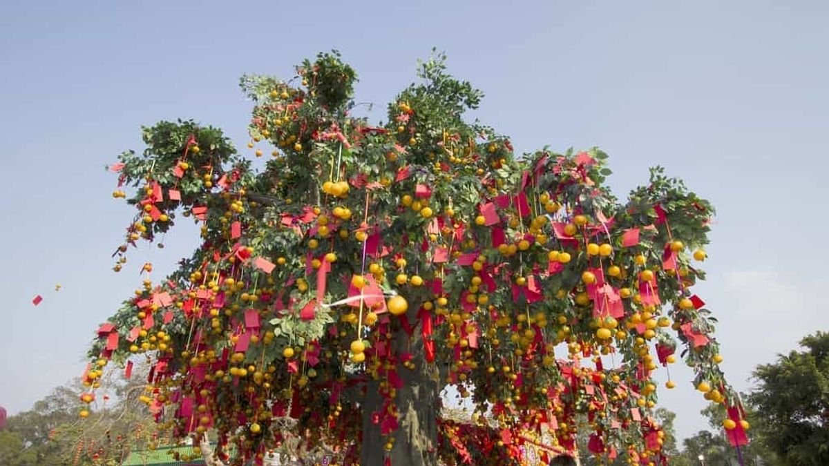 Thousands Flock to Hong Kong's Wishing Tree for Lunar New Year Blessings